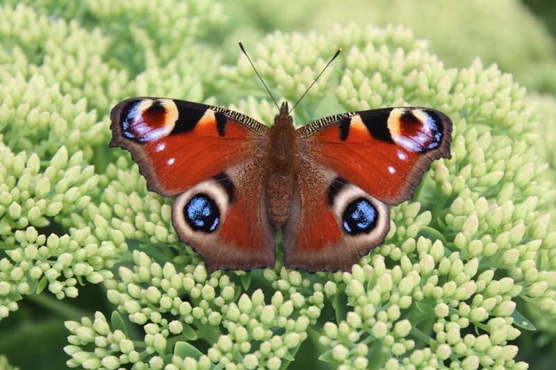 Rose Castle - Father's Day Sunday Lunch - 15th June 2025